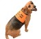 Dog Warning Vest or Message Vest | UK Made | D for Dog