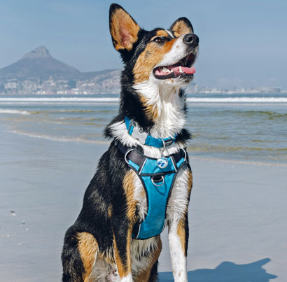 What Makes Red Dingo Special? | Dog Collars, Harnesses, Leads, Tags