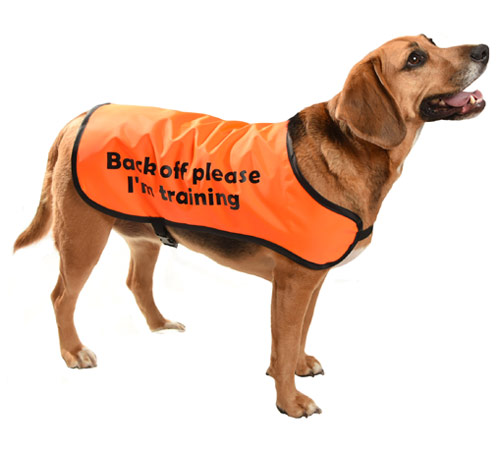 Dog Warning Coat or Message Jacket | Hi-Vis Option | D for Dog