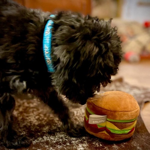 Dog Products Sale | Discounts Dog Toys, Clothing | UK