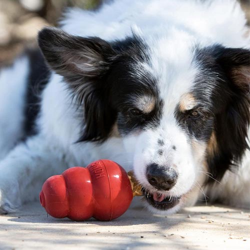 Official KONG Dog Toys & Products | UK