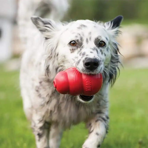 Official KONG Dog Toys & Products | UK