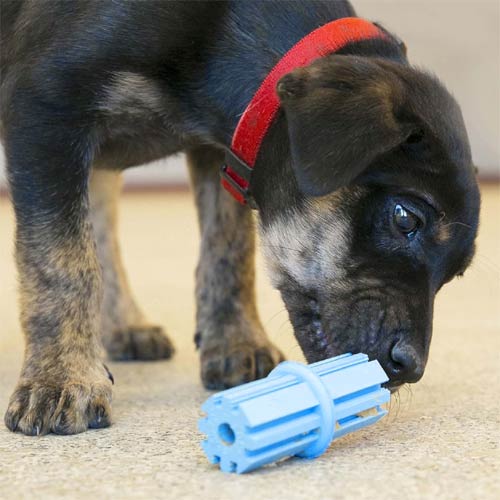 Official KONG Dog Toys & Products | UK