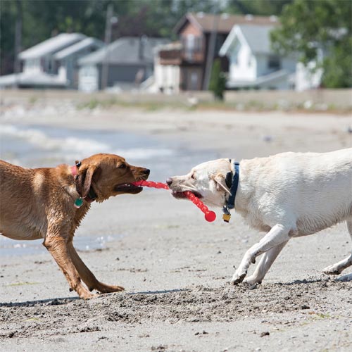 New Dog Products & Accessories at D for Dog