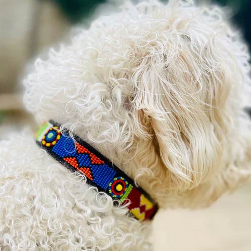 Leather Masai Beaded Dog Collar - Bright Multi-Coloured