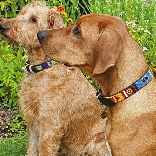 Leather Masai Beaded Dog Collar - Bright Multi-Coloured