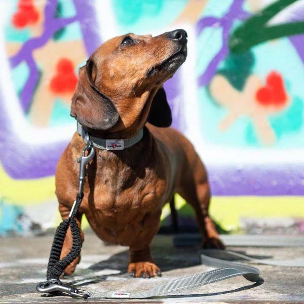 Shock Absorbing Dog Lead Extender | UK