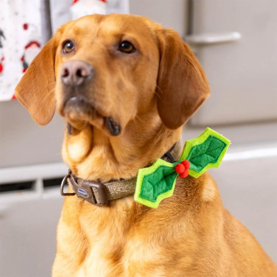 Fun Dress-up Christmas Holly Dog Bow Tie | UK
