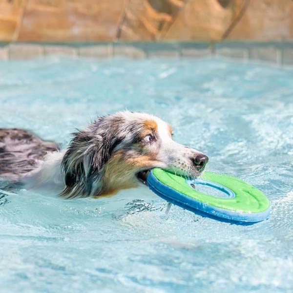 Chuckit Zipflight Floating Dog Frisbee | UK