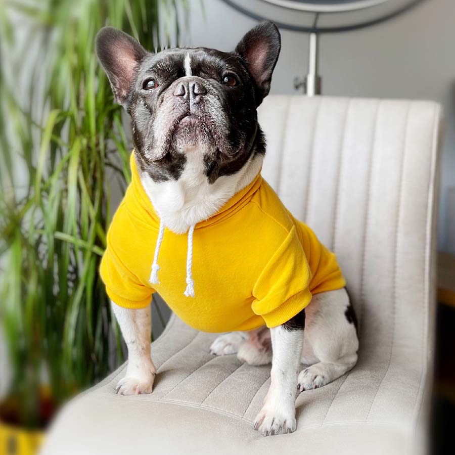 Classic Plain Dog Hoodie | 100% Cotton & Soft Lining