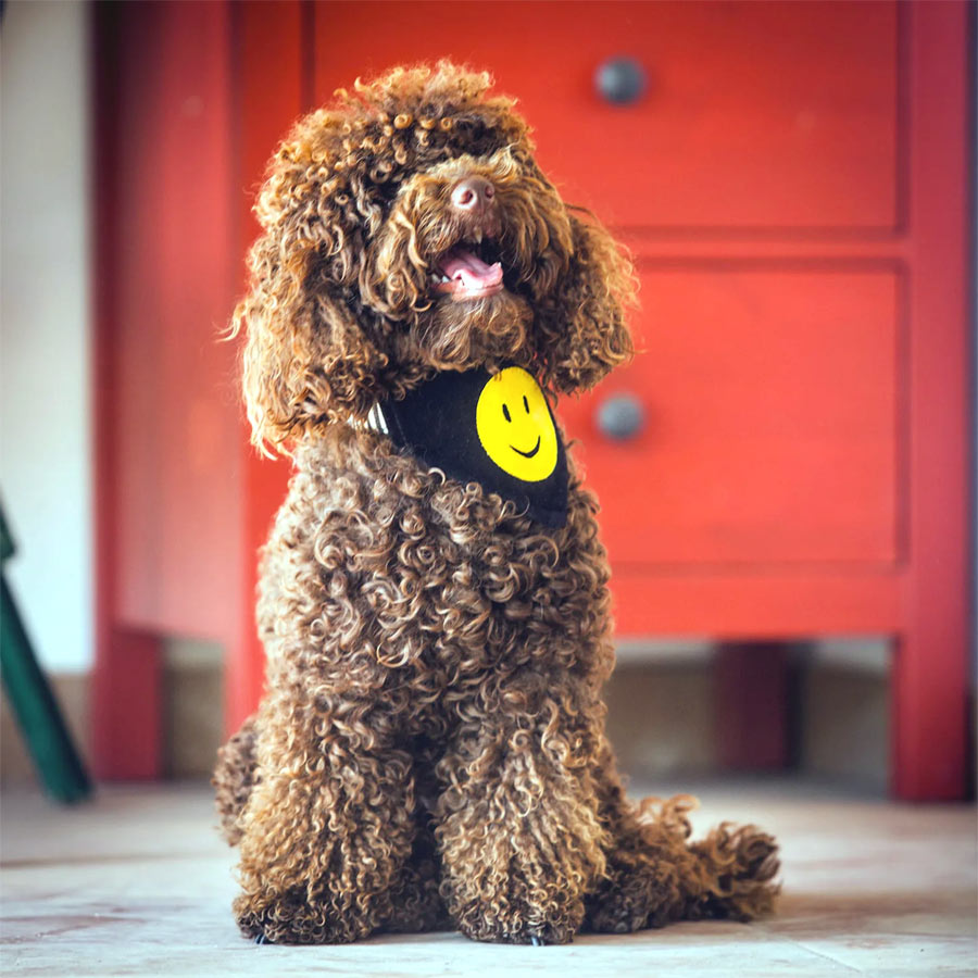 Retro Emoji Smiley Face Dog Bandana | UK Made
