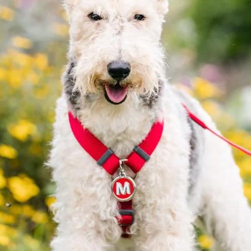 Alphabet Letters Large Dog Tags | Red Dingo