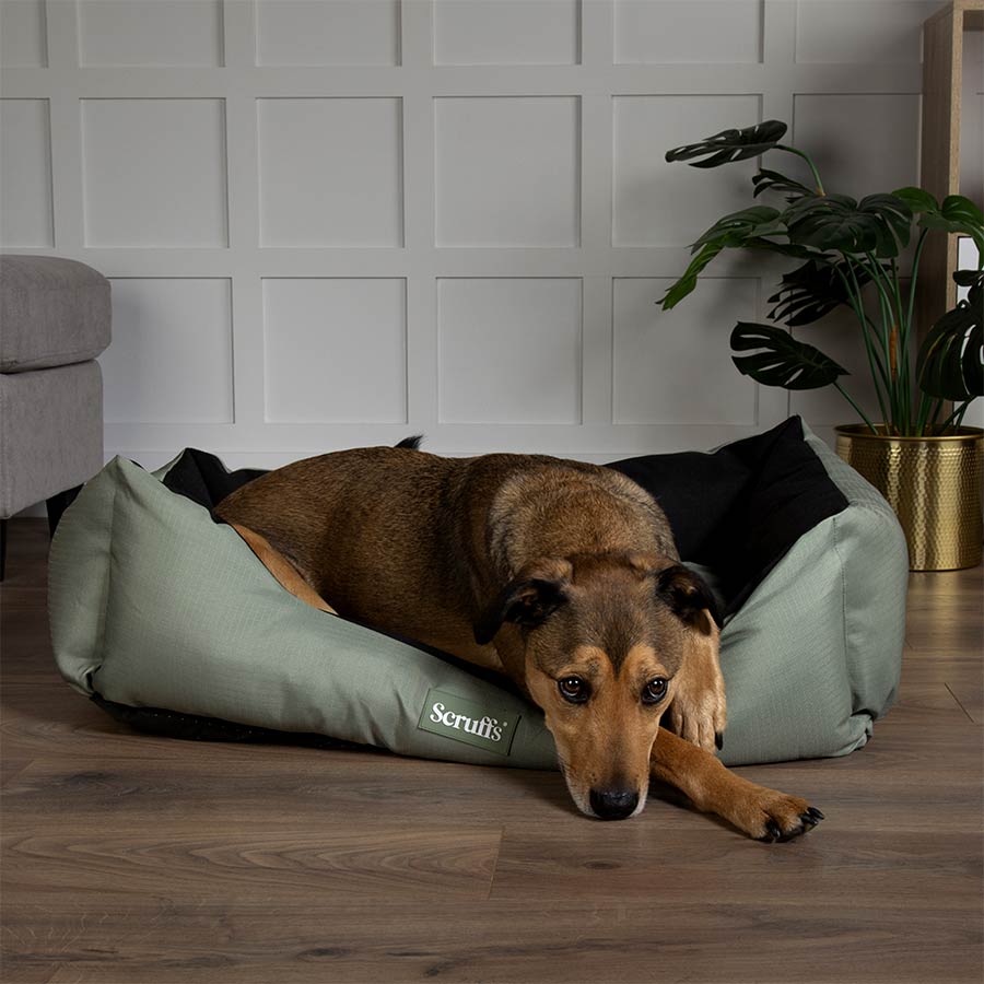 Scruffs "Expedition" Waterproof Box Bed | UK