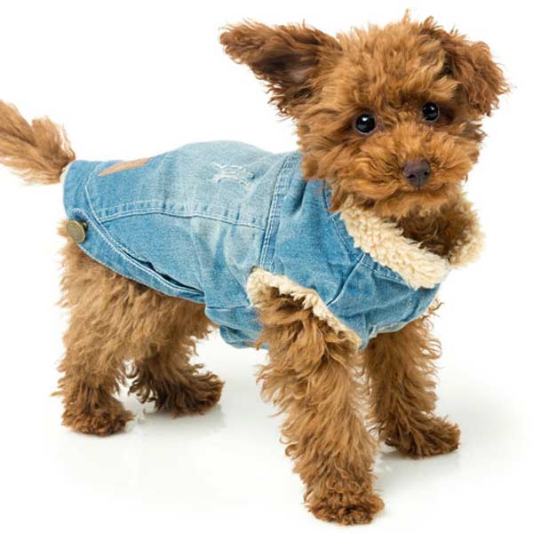 Stylish Rebel Denim Dog Jacket | FuzzYard