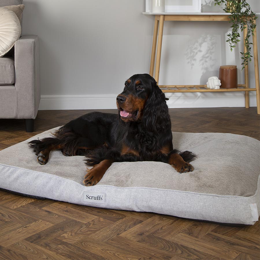 Harvard Large Memory Foam Dog Mattress | UK