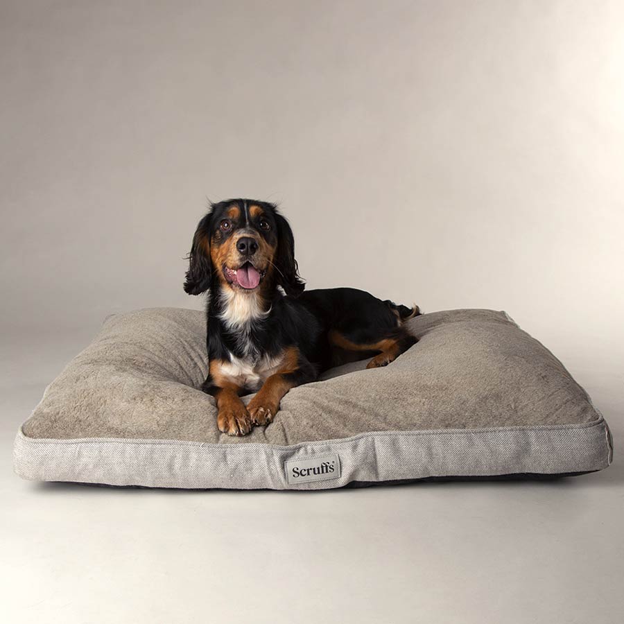 Harvard Large Memory Foam Dog Mattress | UK
