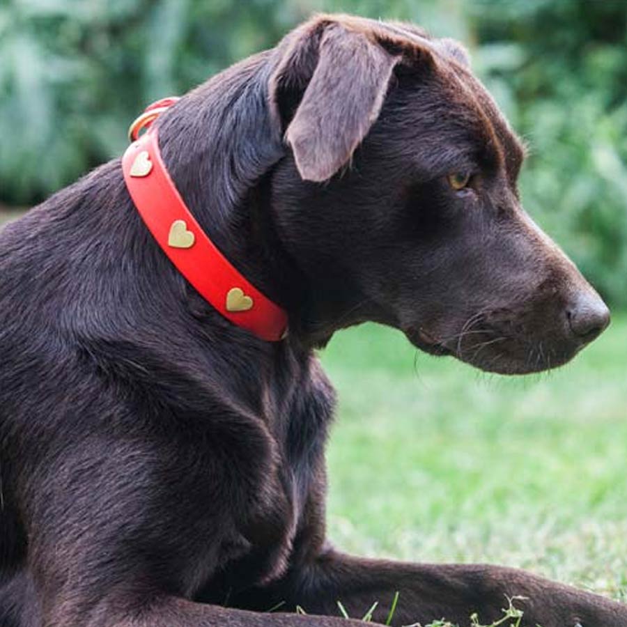Studded Red Leather Dog Collar | UK Handmade