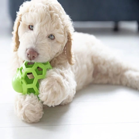 Hol-ee Cow Rubber Cage Puppy Toy | Treat, Fetch