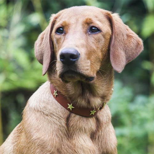 Tan Leather Studded Dog Collars UK