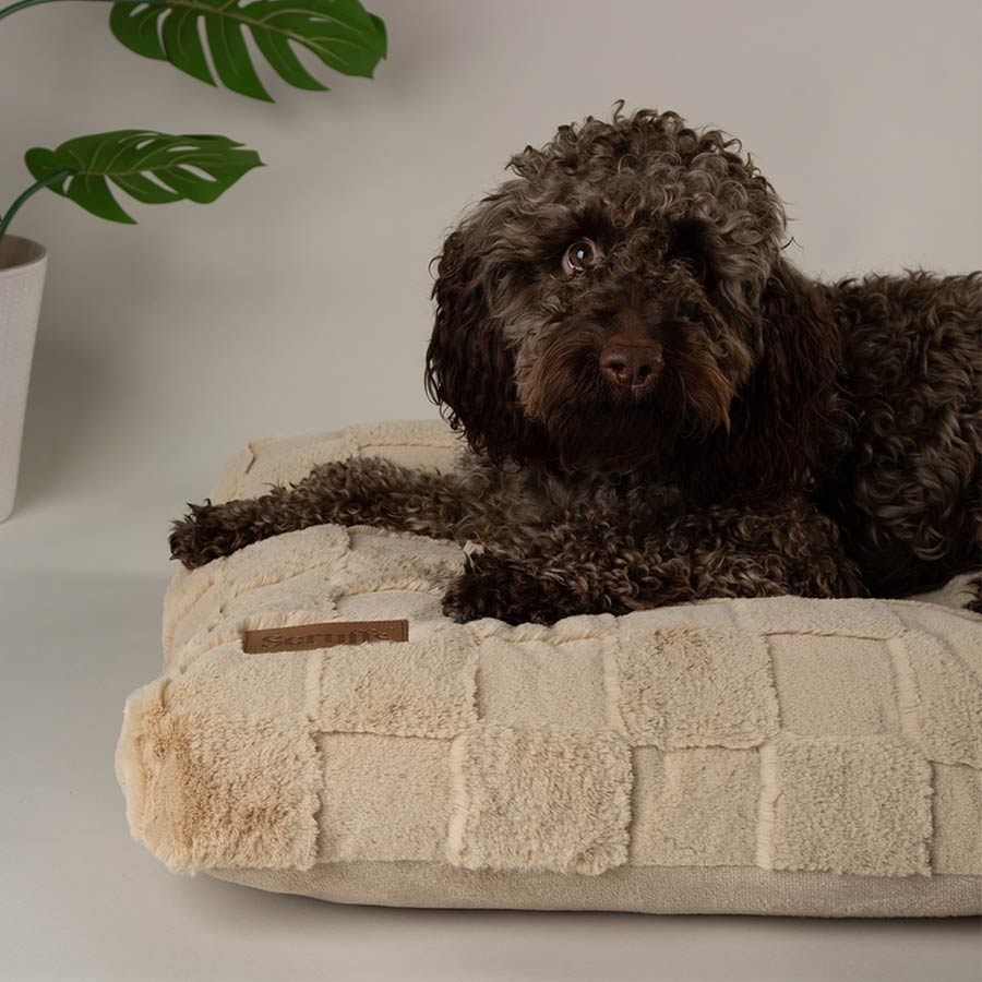 Oxford Memory Foam Dog Mattress | Scruffs UK