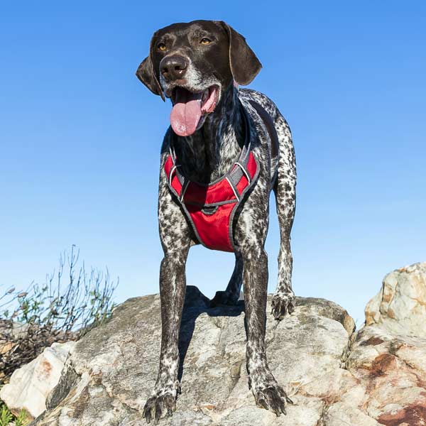 Red Dingo Padded Red Dog Harness with Two D-rings