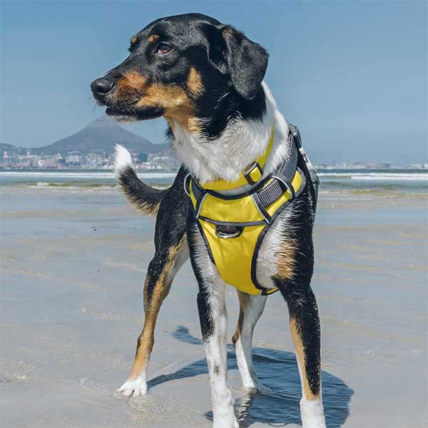 Red Dingo Padded Yellow Dog Harness with Two D-rings