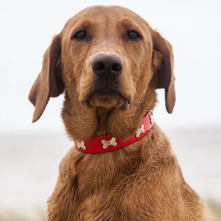 Studded Red Leather Dog Collar | UK Handmade