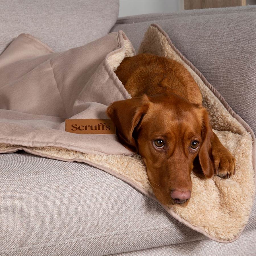 Scruffs Snuggle Dog Blanket | Soft Plush | UK