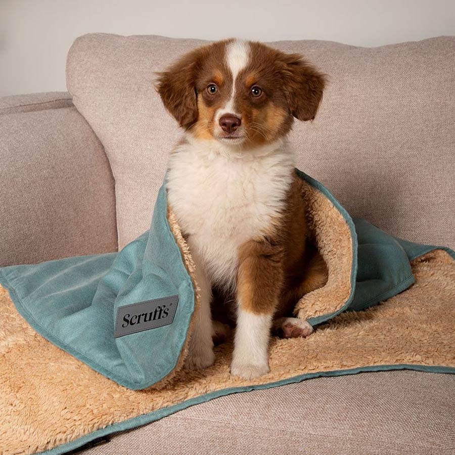 Scruffs Snuggle Dog Blanket | Soft Plush | UK