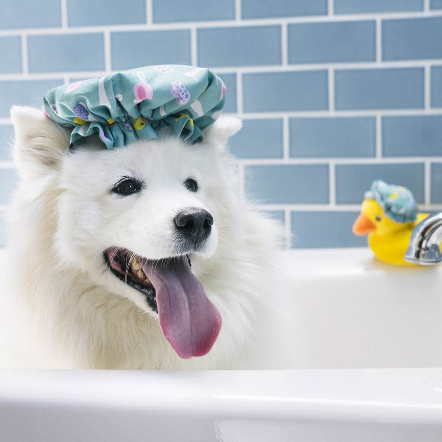 Bath Themed Dog Toys | Splish Splash by PLAY