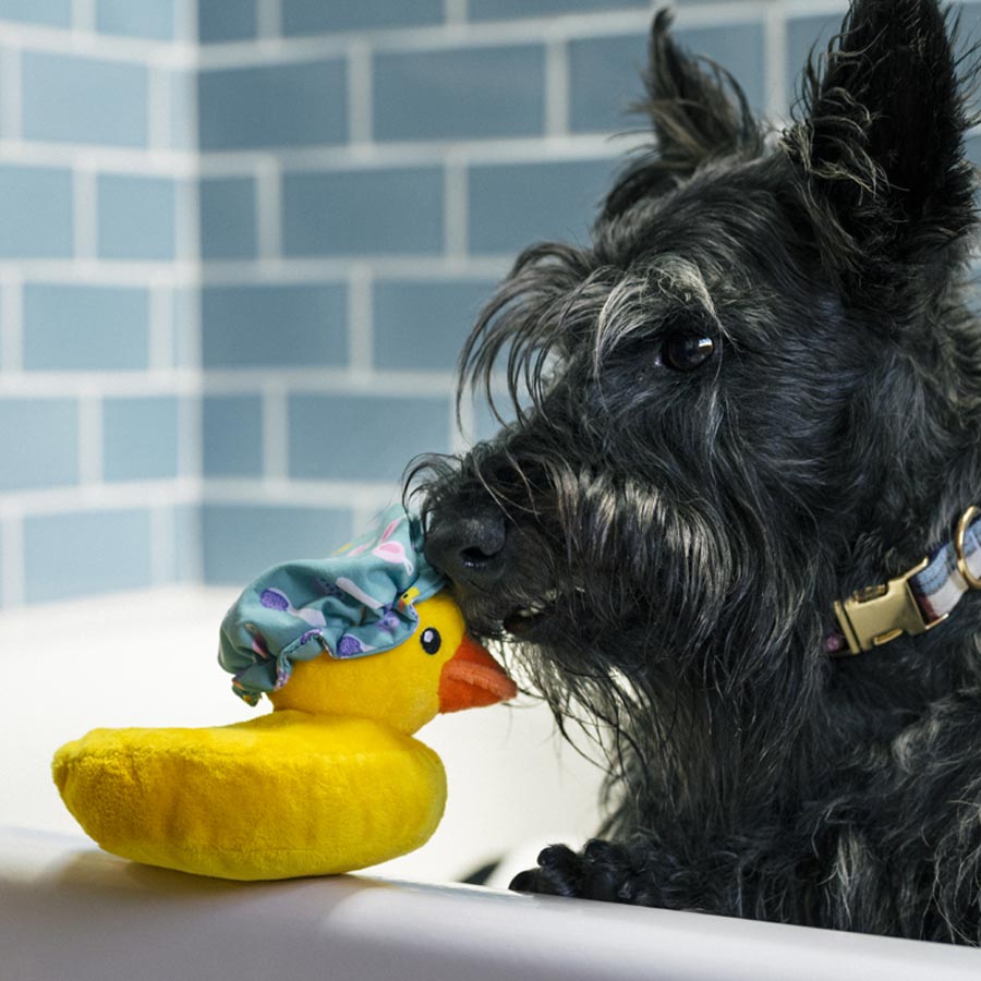 Bath Themed Dog Toys | Splish Splash by PLAY