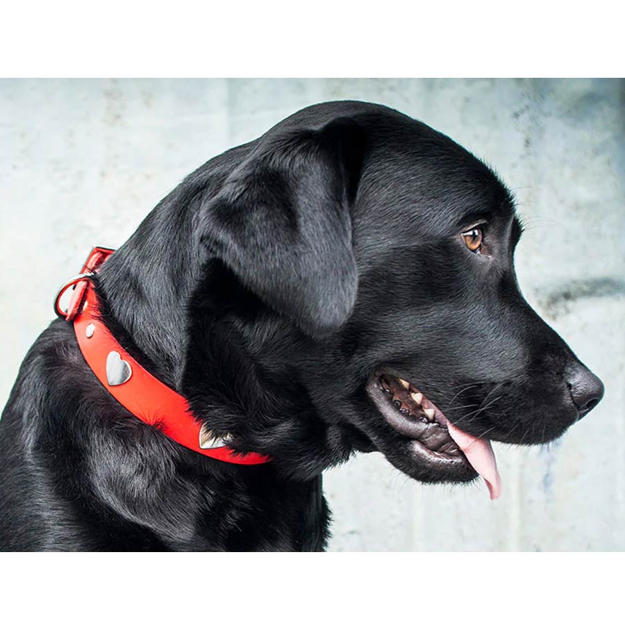 Studded Red Leather Dog Collar | UK Handmade