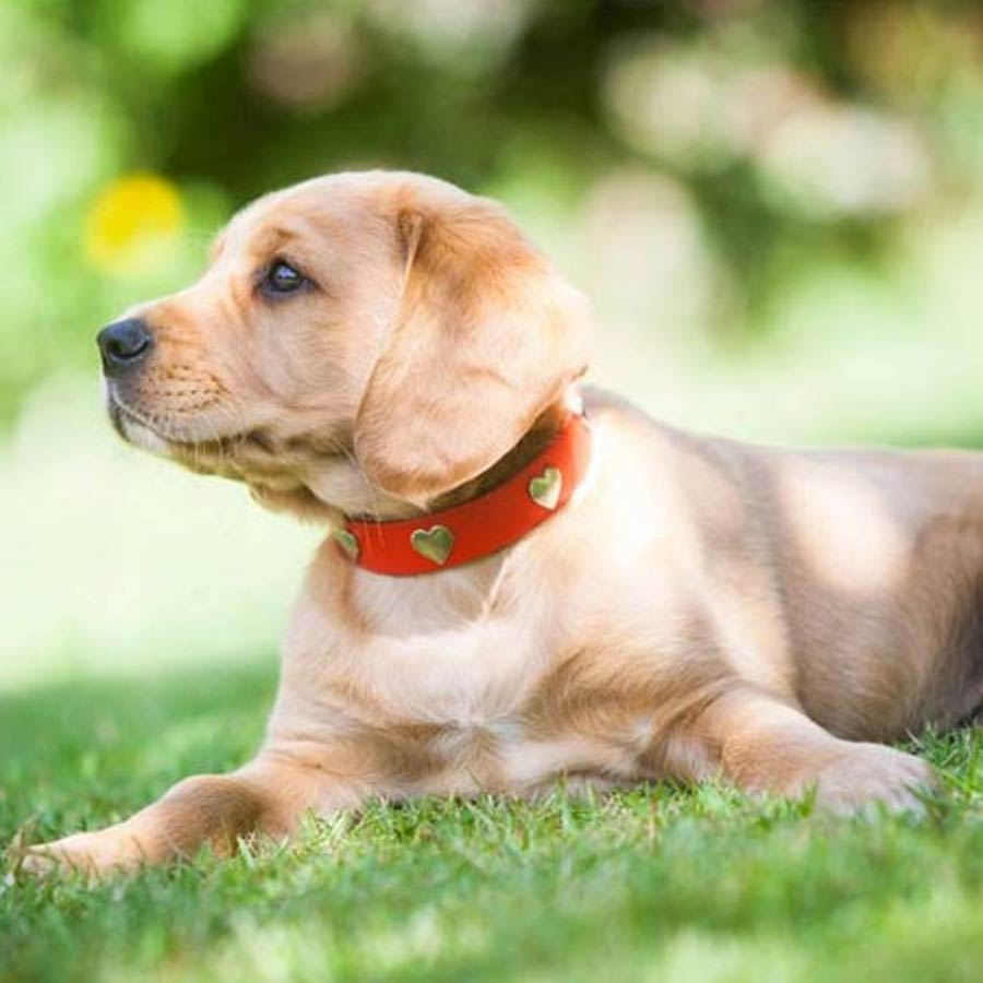 Studded Red Leather Dog Collar | UK Handmade
