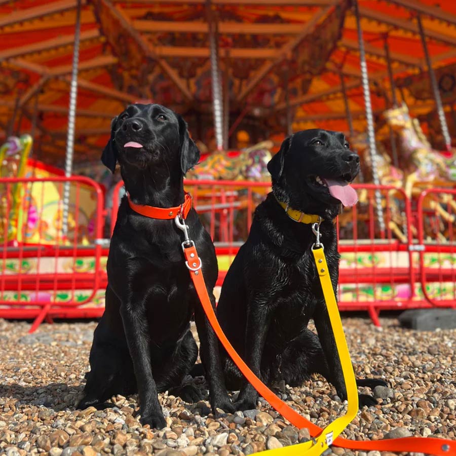 Yellow Biothane Waterproof Dog Lead | UK