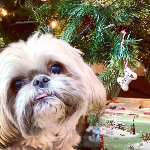 Pet Memorials & Keepsakes UK | Thoughtful Tributes