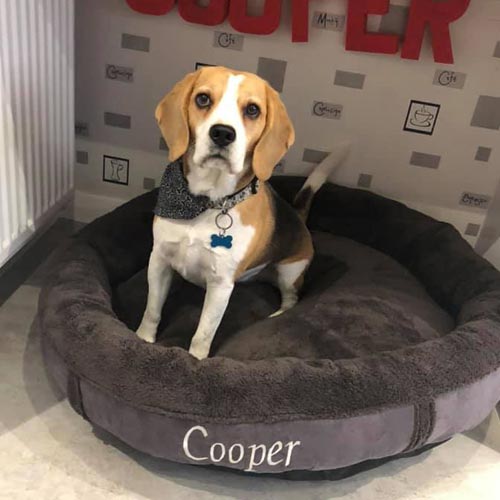 Personalised Dog Beds | Add Your Dog’s Name | UK