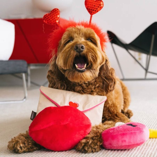 Dog Accessories & Gifts | UK-Made & Unique | D for Dog