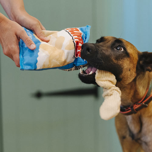 New Dog Products & Accessories at D for Dog